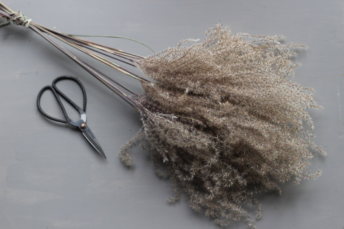 Dried & Floral Fluffy Reed Grass Bunch | Etsy