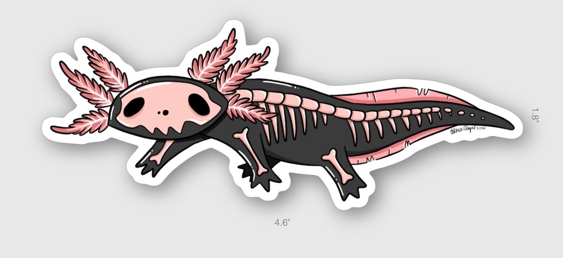 Axolotl Skeleton Sticker | Etsy