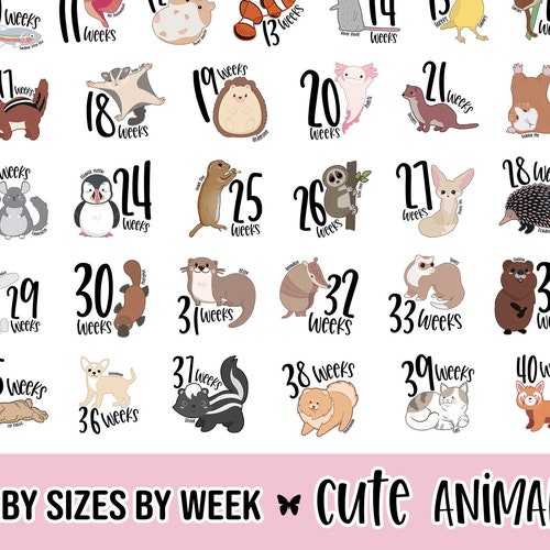 Baby Sizes by Week Animals not Fruit Baby in Womb Week by - Etsy