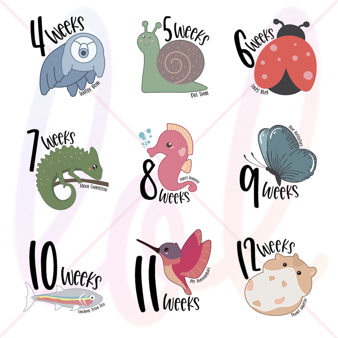 Baby Sizes by Week Animals (not Fruit) - Baby in Womb Week by Week ...