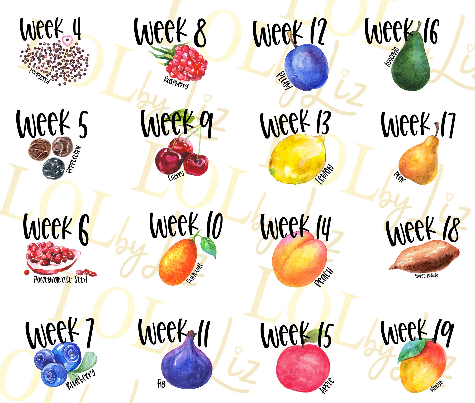 Baby Size by Week Fruit - Clip Art PNG - Baby Size Fruit Week by Week ...