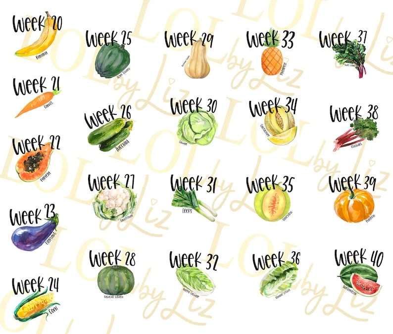 Baby Size by Week Fruit - Clip Art PNG - Baby Size Fruit Week by Week ...