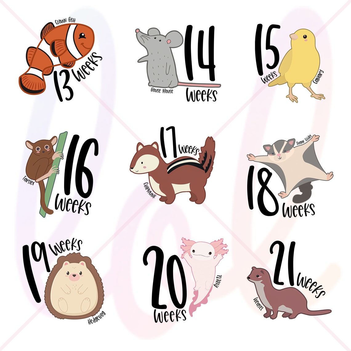 Baby Sizes by Week Animals (not Fruit) - Baby in Womb Week by Week ...