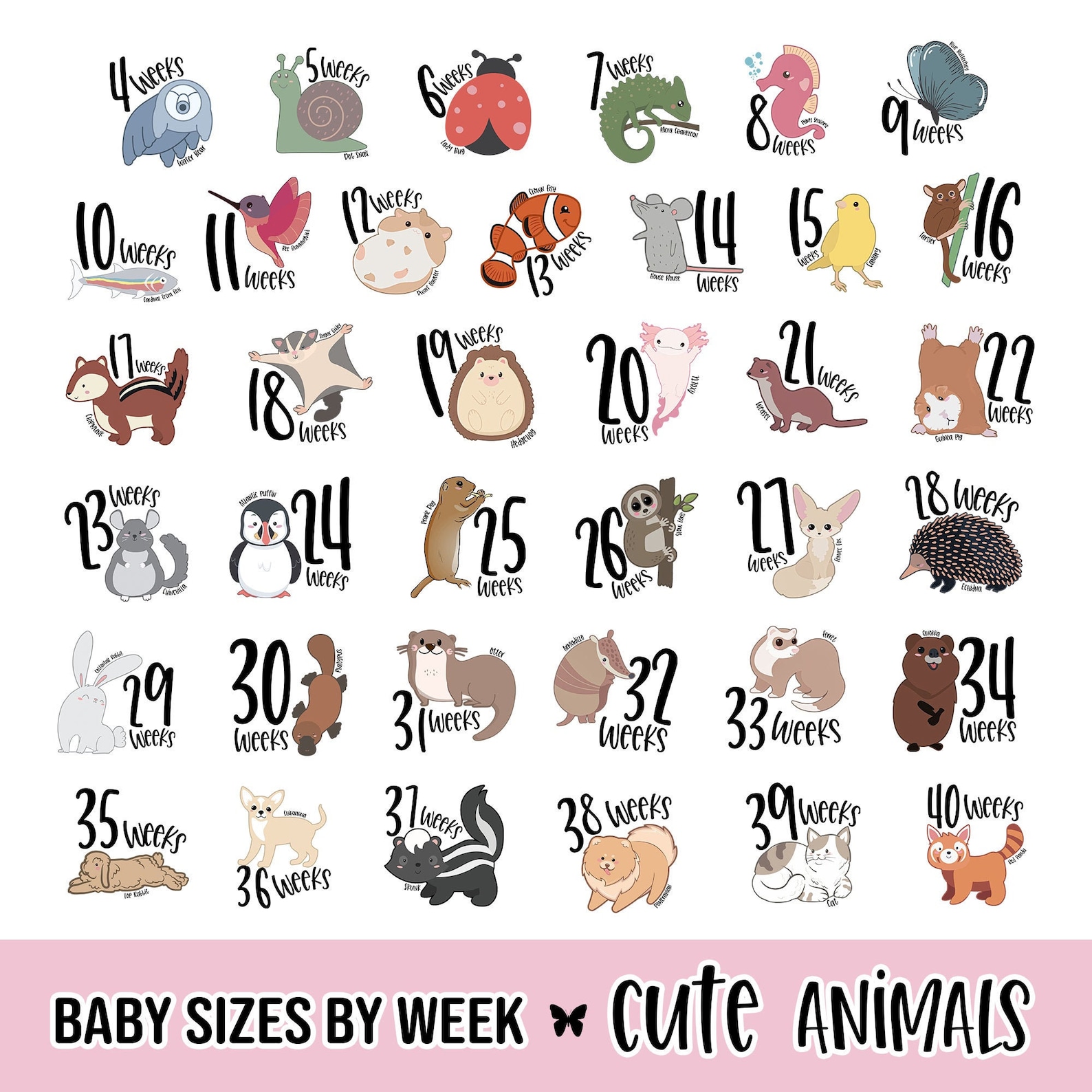 Baby Sizes by Week Animals (not Fruit) - Baby in Womb Week by Week ...
