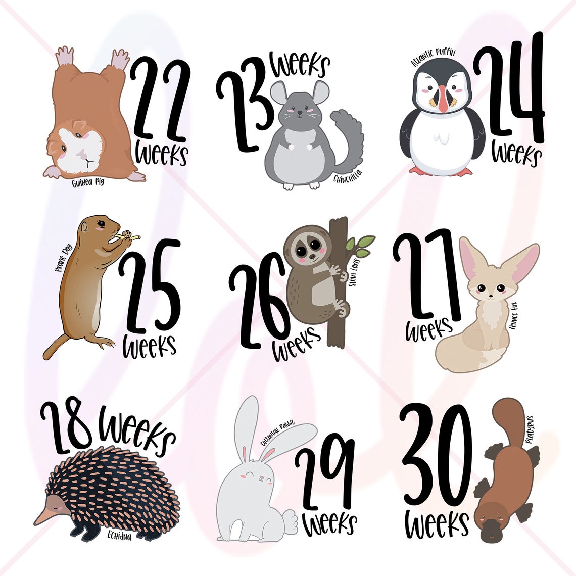 Baby Sizes by Week Animals (not Fruit) - Baby in Womb Week by Week ...