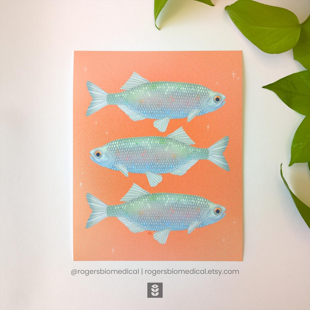 Three Fish Art Print | Illustrated Fish Print | Mooneye Fish | Silly ...