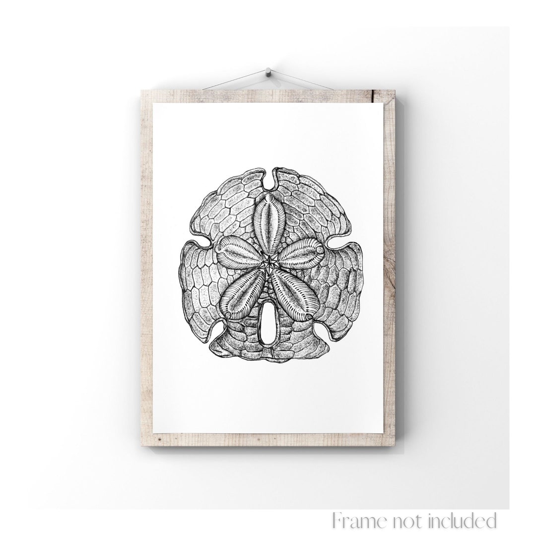 Sand Dollar Illustration Clypeasteroida Print Sea Urchin Fossil Ocean ...