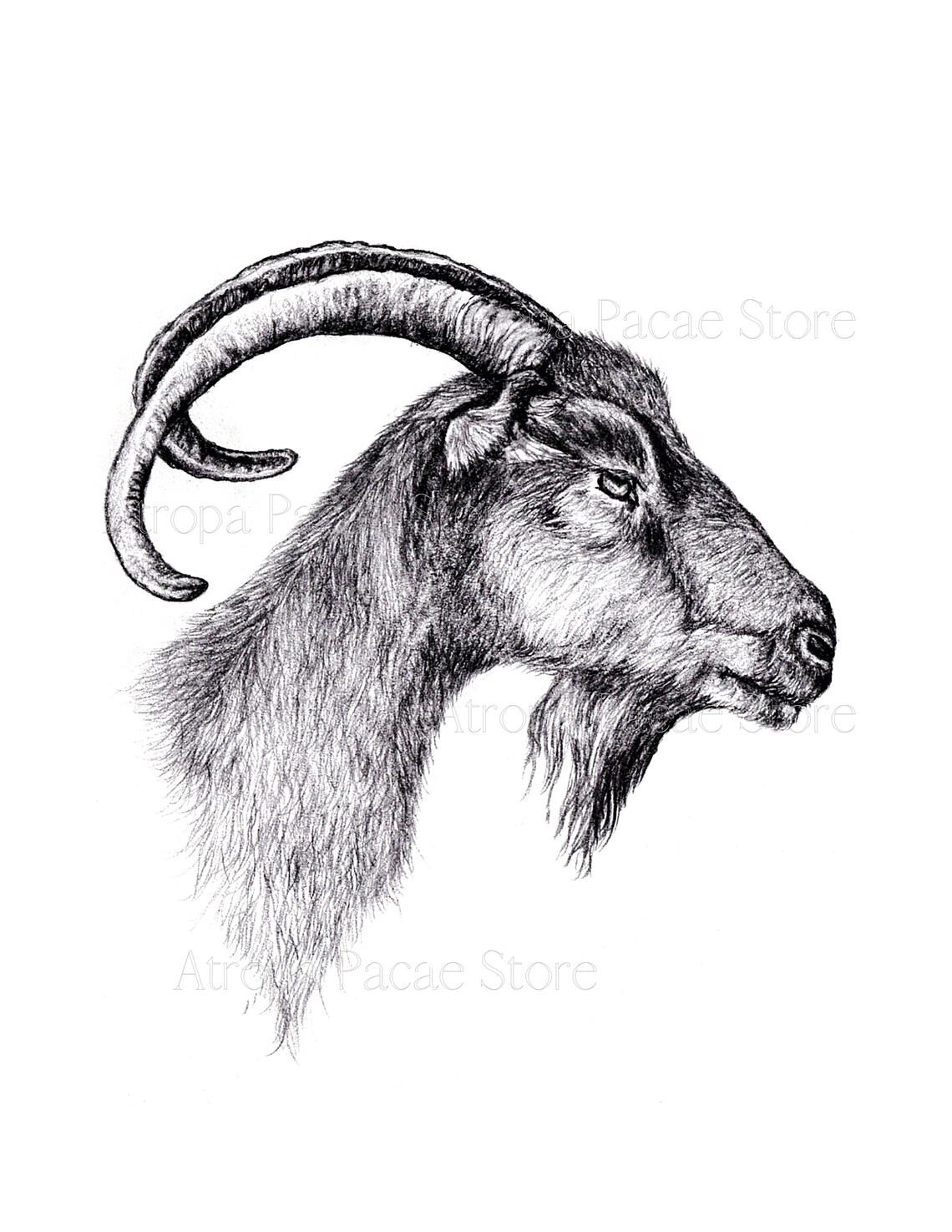 Mendes Goat Baphomet Animal Illustration Print Amalthea - Etsy