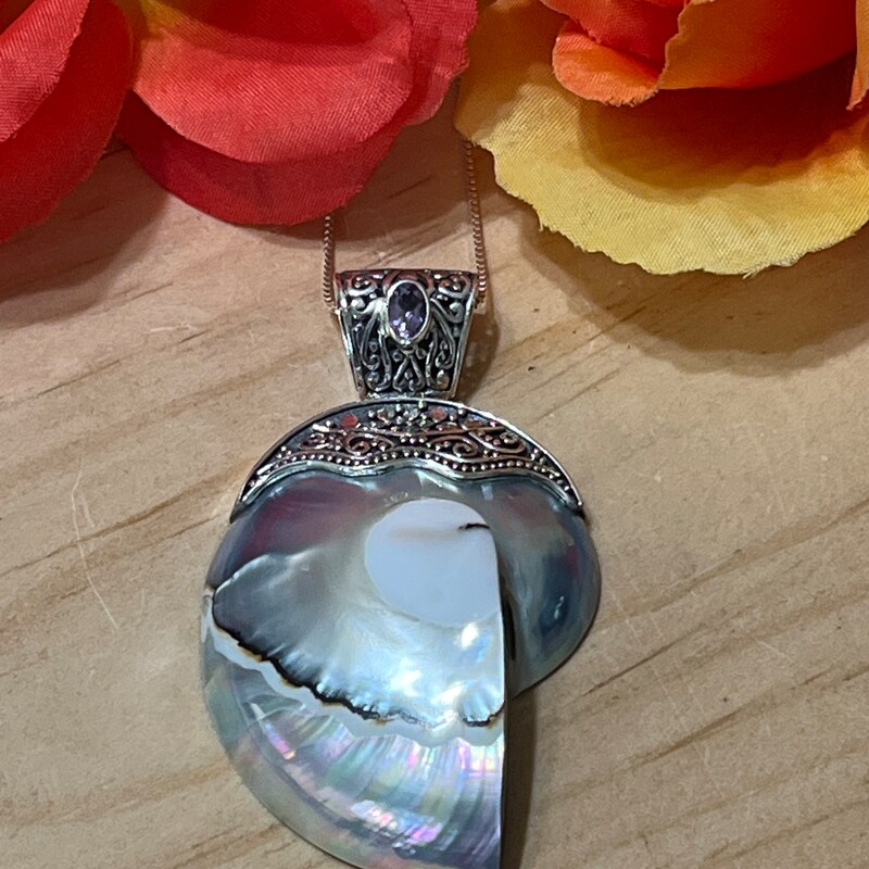 Nautilus Shell - Etsy