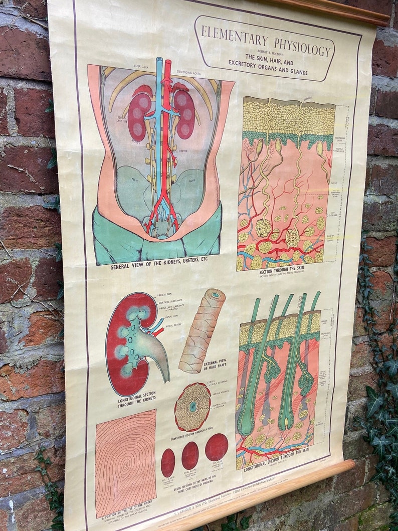 Anatomical Poster Early/mid-century No.8 in Elementary Physiology ...