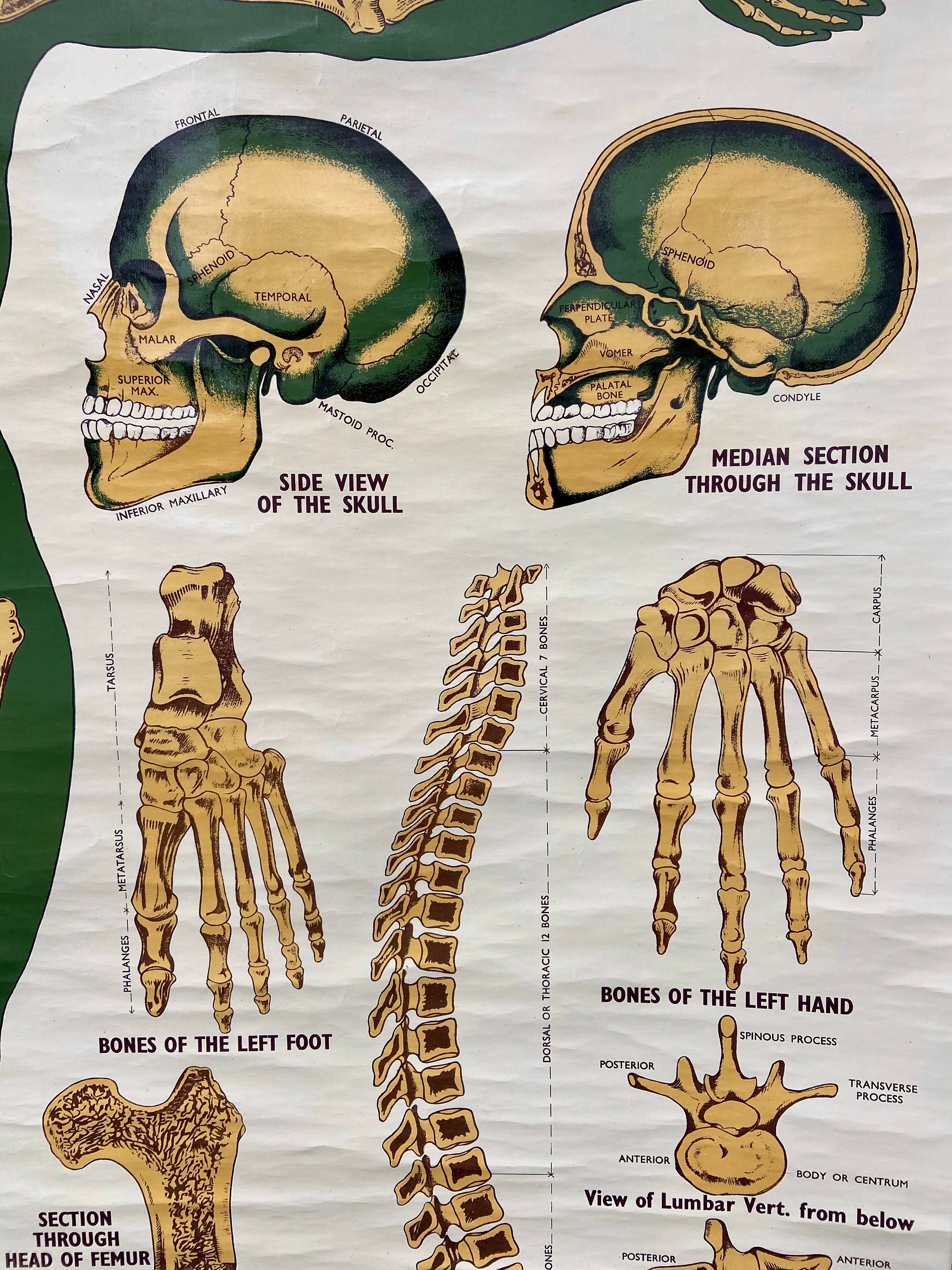 Anatomical Poster Early/mid-century No.1 in Elementary Physiology ...