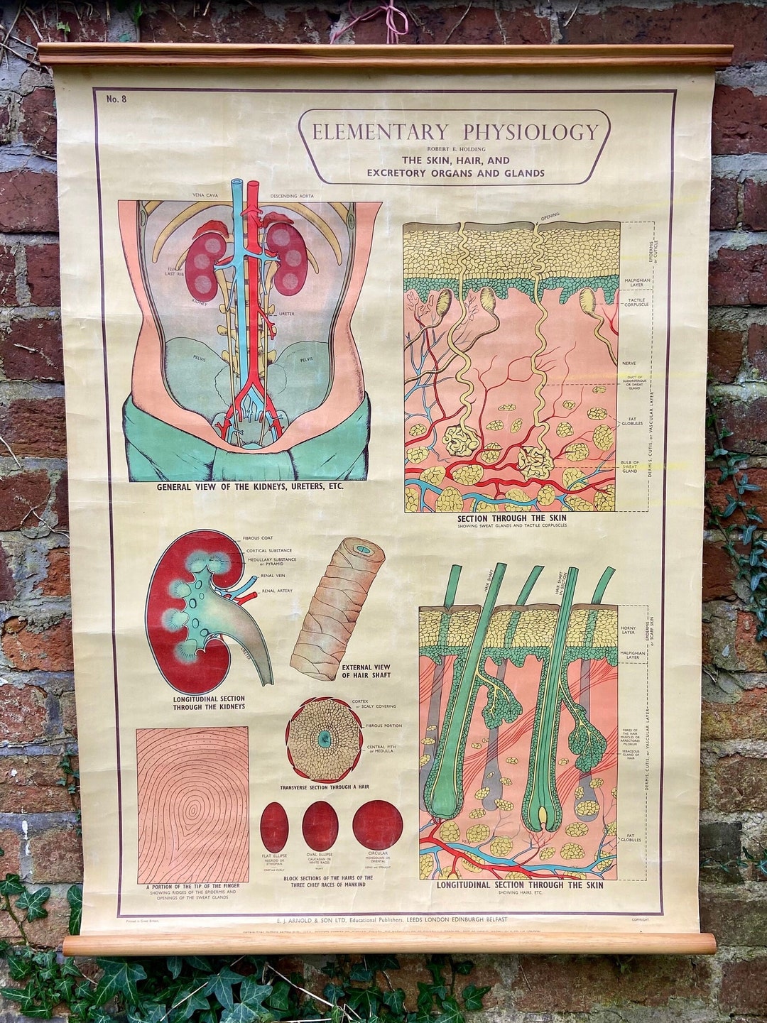 Anatomical Poster Early/mid-century No.8 in Elementary Physiology ...
