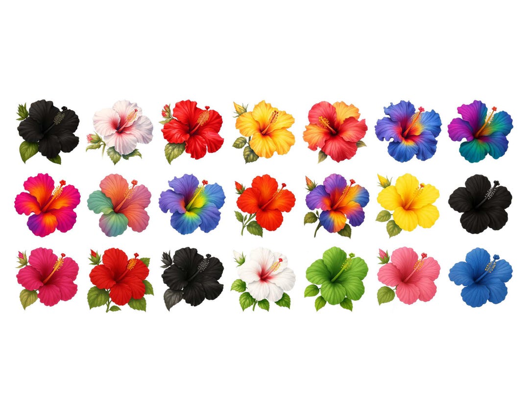 Hibiscus Flower Clipart Bundle, 21 Digital Pngs With Transparent ...