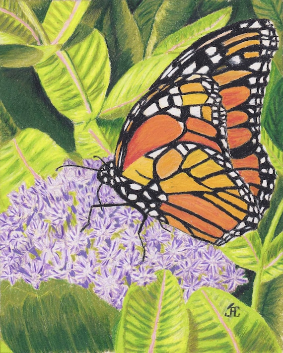 Monarch Butterfly Drawing Pencil