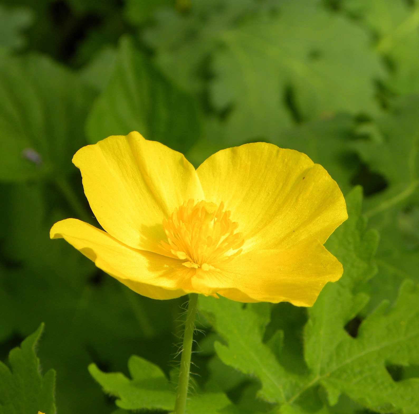 Photograph of a Yellow Prairie Sundrop Flower in Lincoln Memorial ...