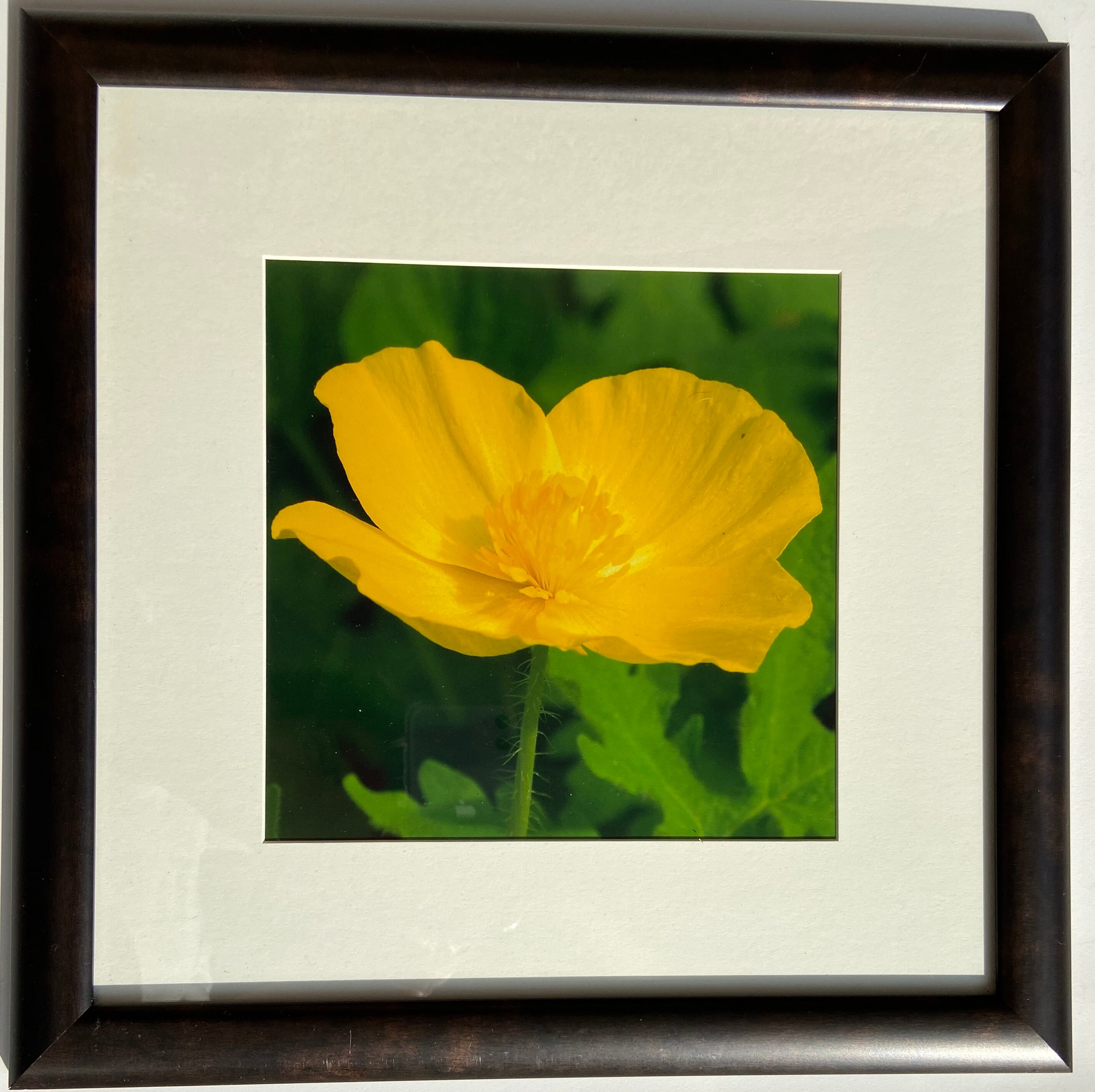Photograph of a Yellow Prairie Sundrop Flower in Lincoln Memorial ...