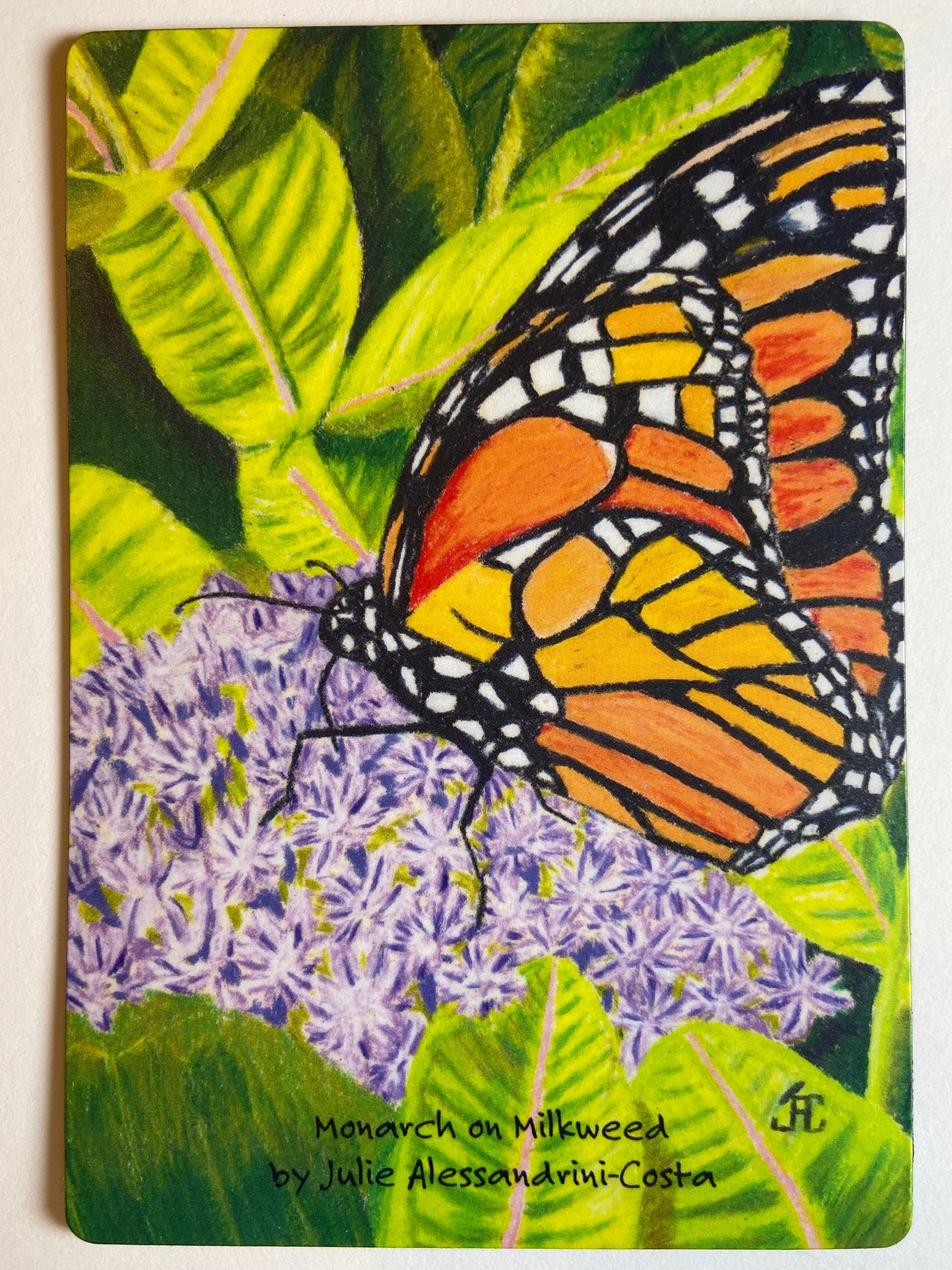 Magnet of My Colored Pencil Drawing Monarch on Milkweed (butterfly on ...