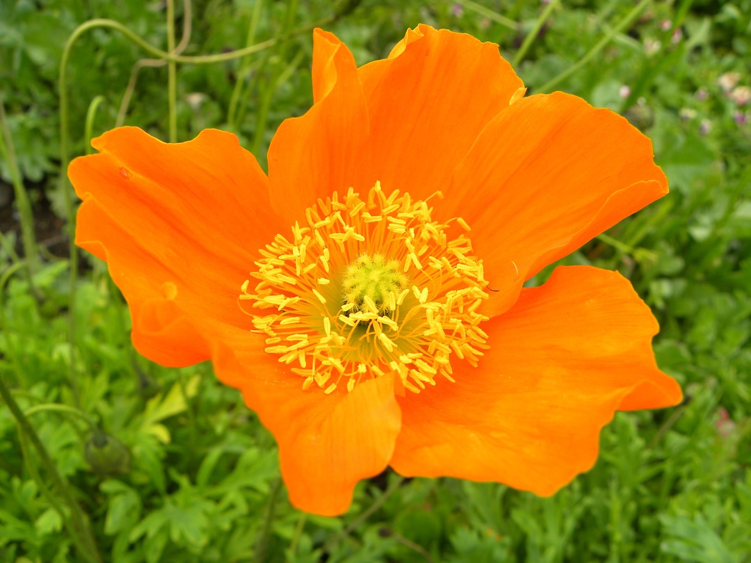 Photograph of Large Orange Poppy Flower With a Yellow Center - Etsy
