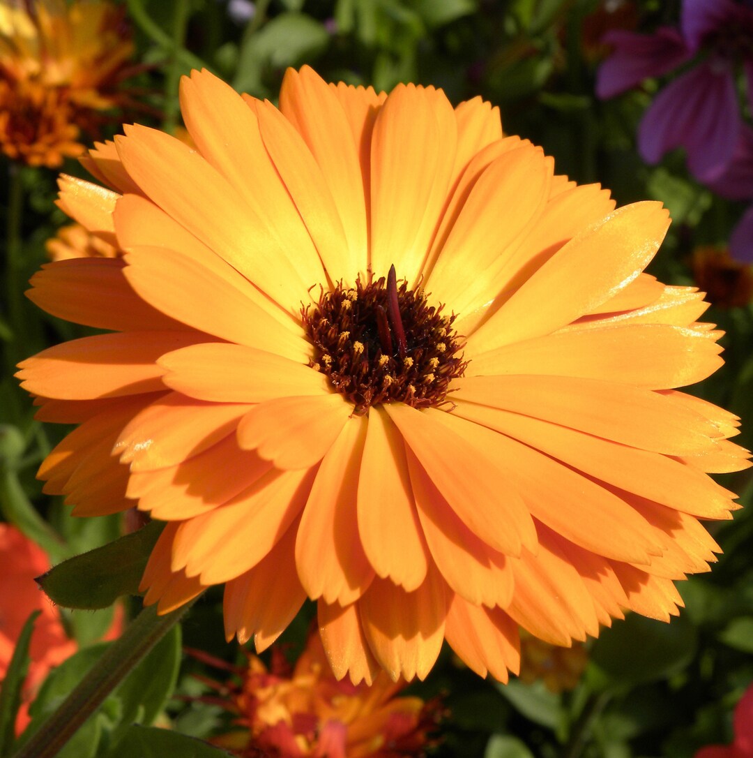 Photograph of a Bright Orangish-yellow Daisy in Anchorage, Alaska - Etsy