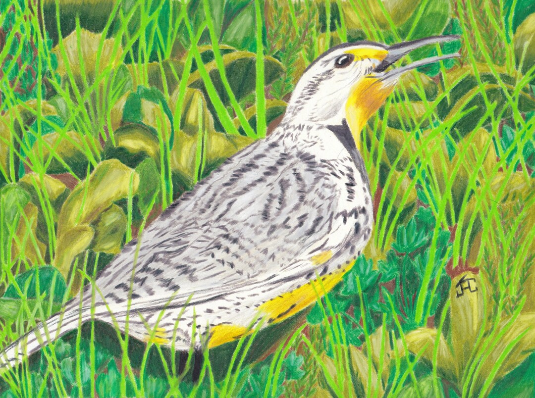 4 Note Cards of Western Meadowlark Drawing "happy as a Lark" - Etsy