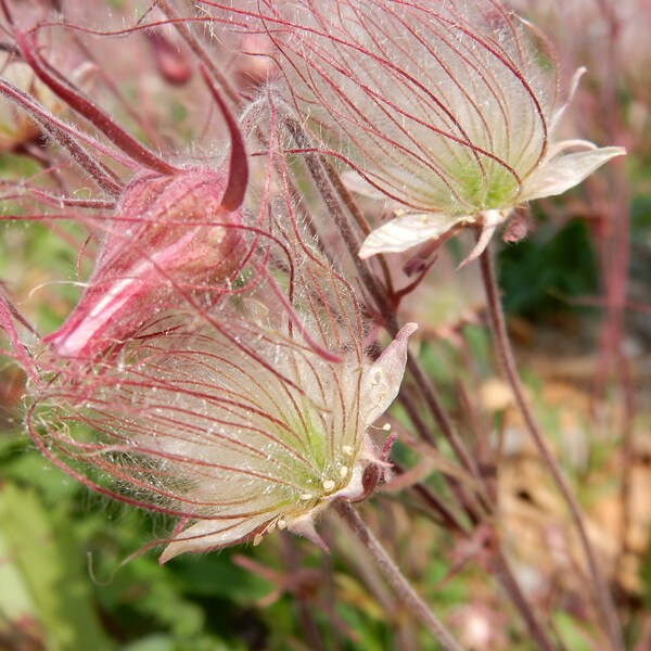 Prairie Smoke - Etsy