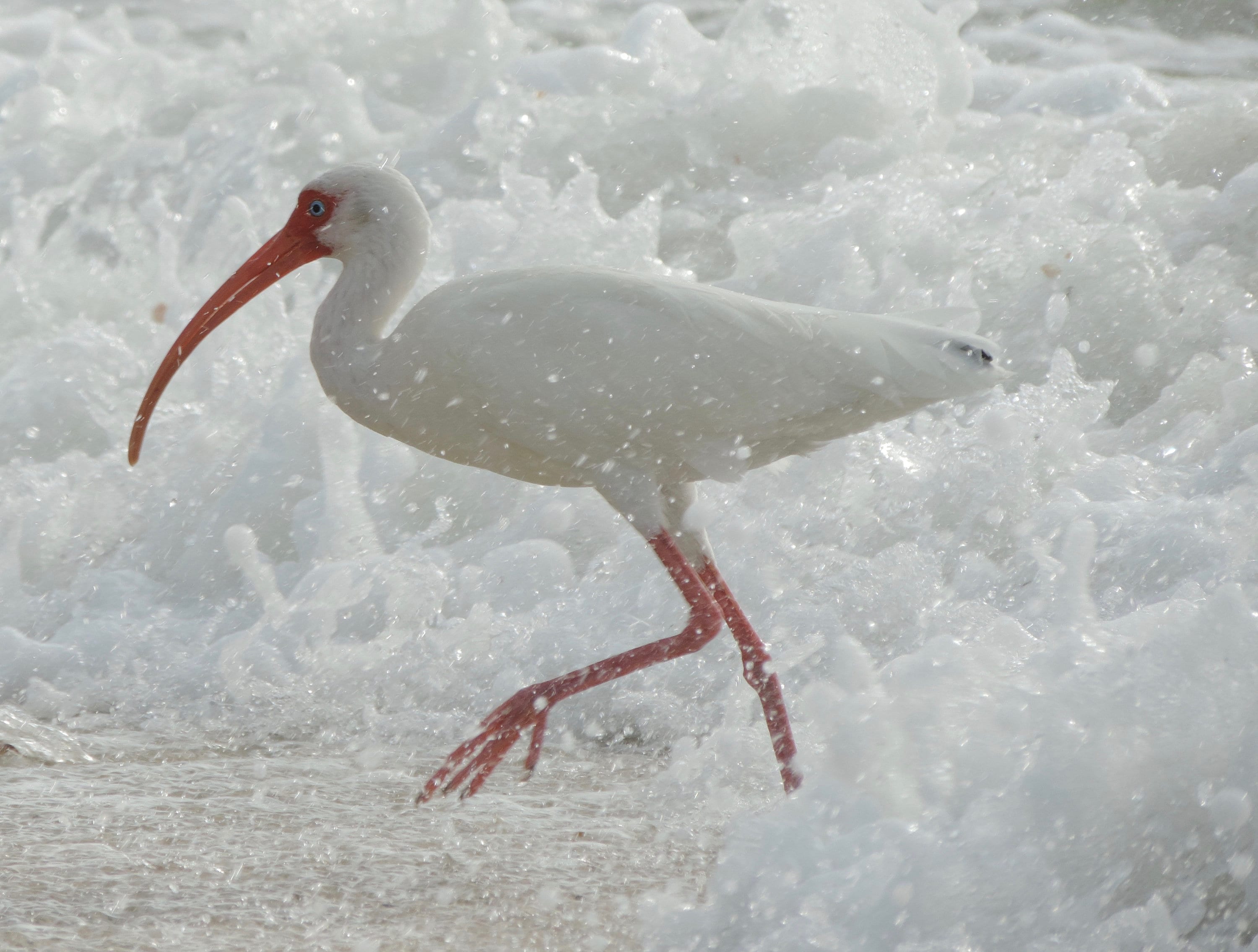 4 Note Cards of Ibis Dashing Through Waves Photograph - Etsy