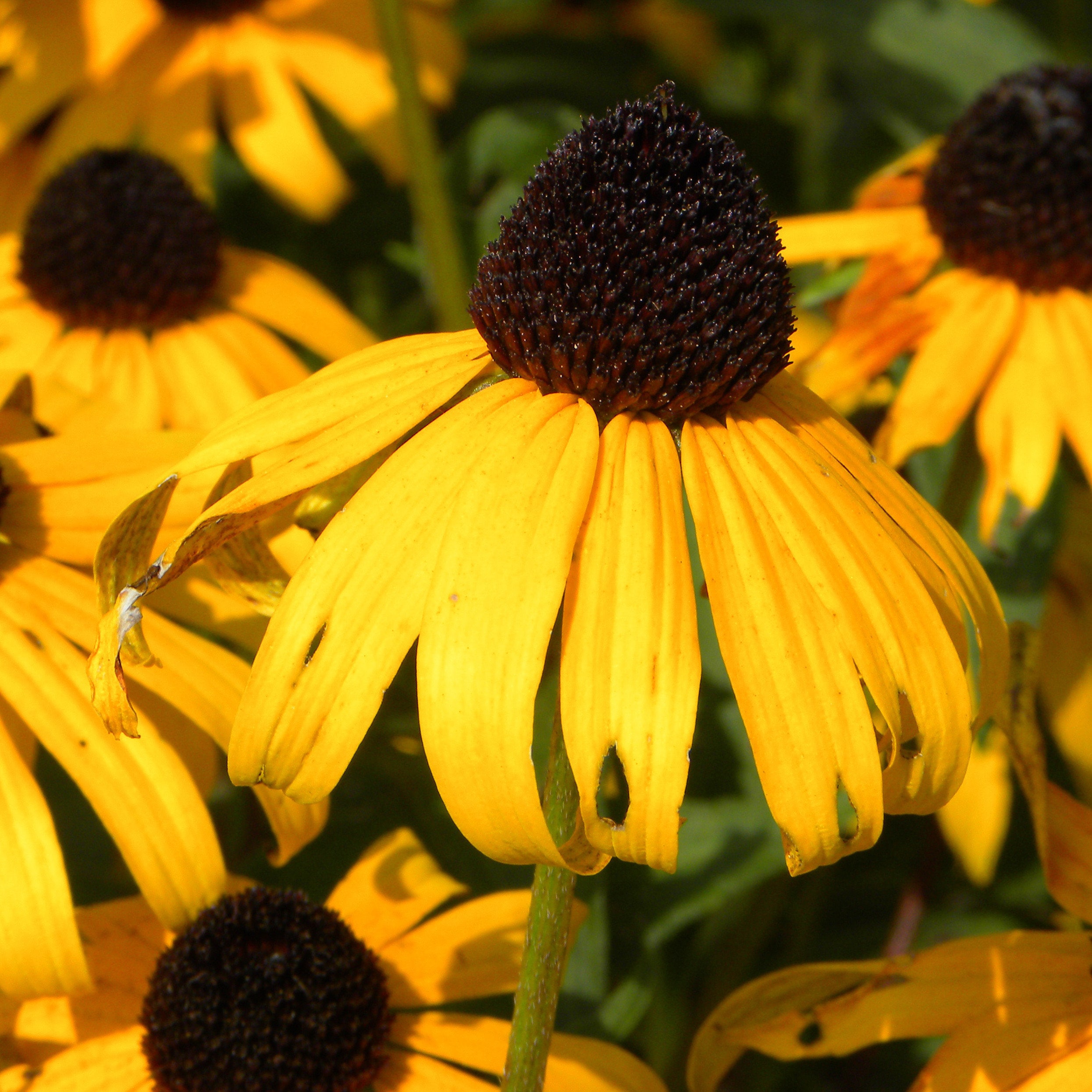 Photograph of Black-eyed Susan Flowers in Springfield, Illinois, a ...