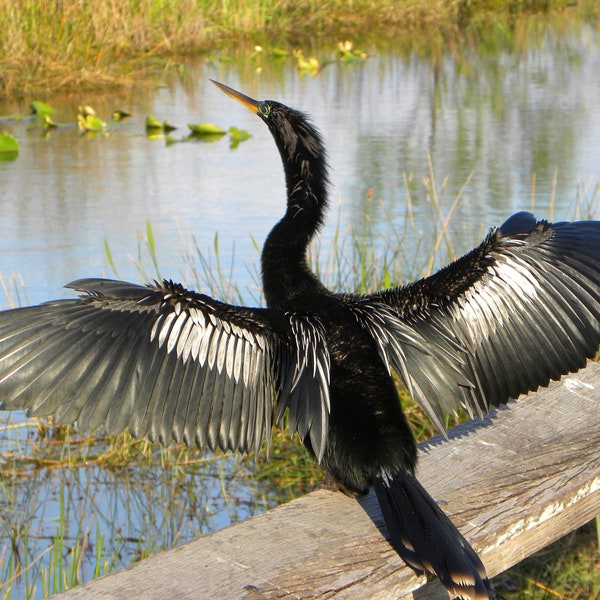Anhinga - Etsy