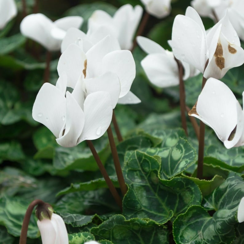 White Cyclamen Persicum Live Plant 5 inches tall | Etsy