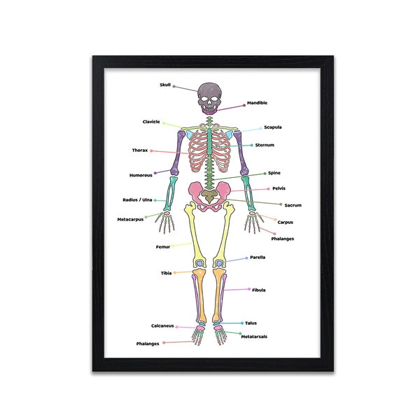 Skeleton Poster - Etsy
