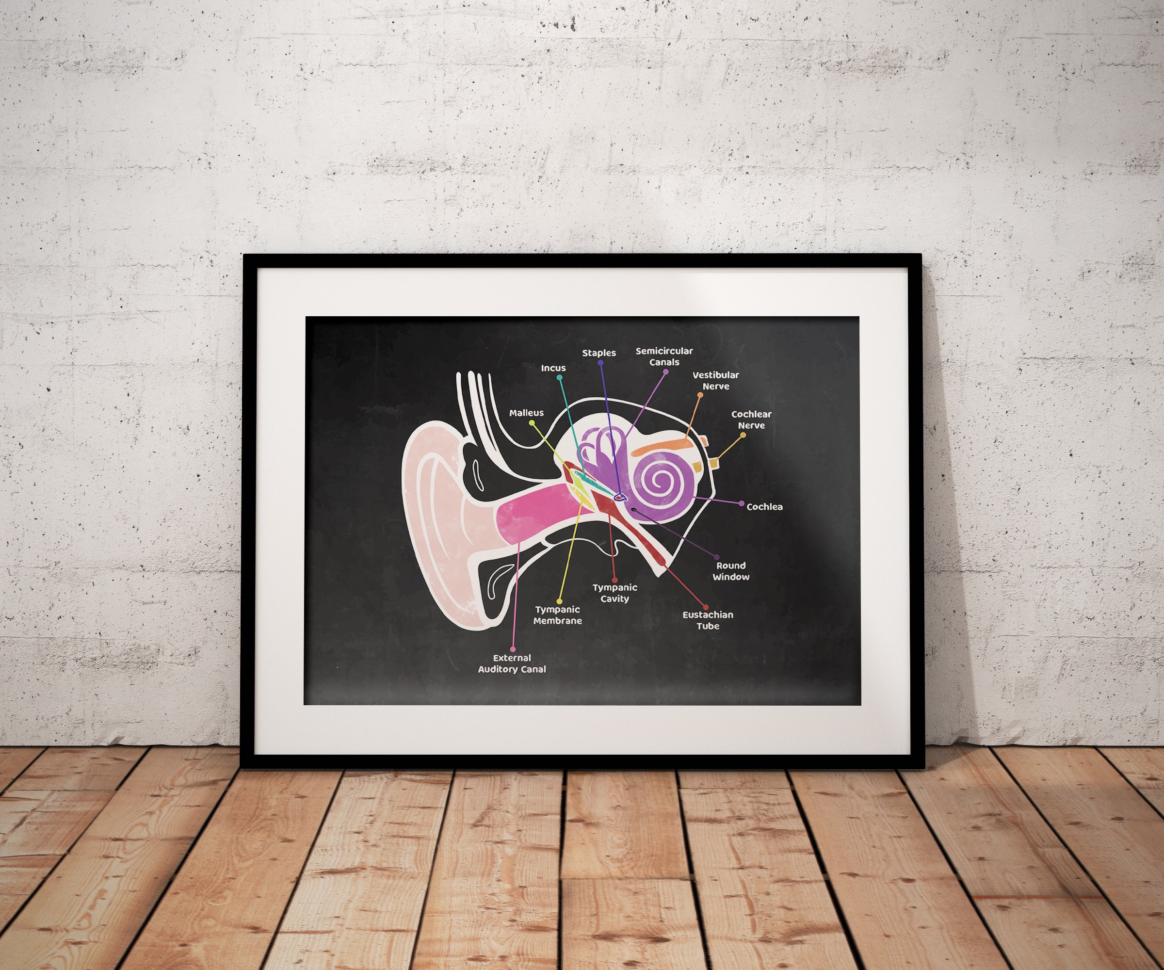 Ear Diagram - Anatomy - Prints - Etsy