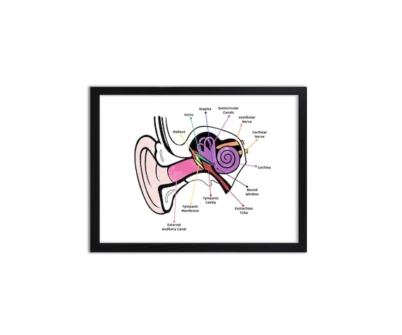 Ear Diagram Anatomy Prints - Etsy