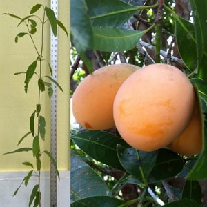 Maprang 'bouea Macrophylla' Mango Plum Fruit Tree Gandaria LIVE PLANT ...