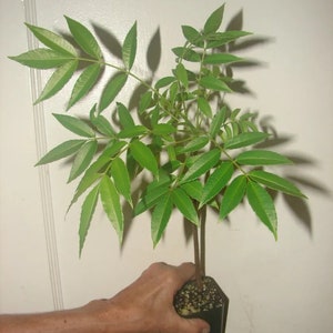 AMBARELLA Spondias Dulcis WI APPLE Fruiting Tree June Plum 3-4 Ft Plant ...