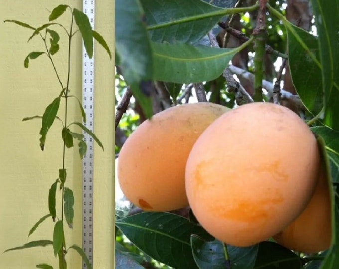 Maprang Bouea Macrophylla Marian Plum Gandaria Potted Fruit Tree Plant ...