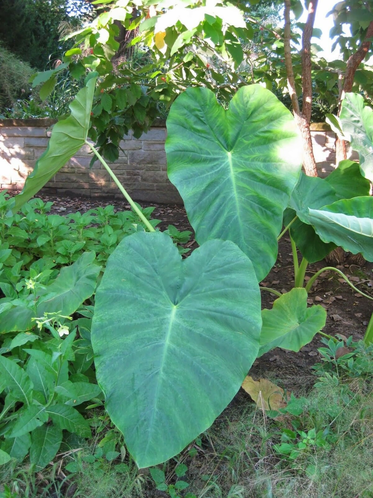 RARE Jack's Giant Colocasia Esculenta LIVE Tropical Plant - Etsy Canada