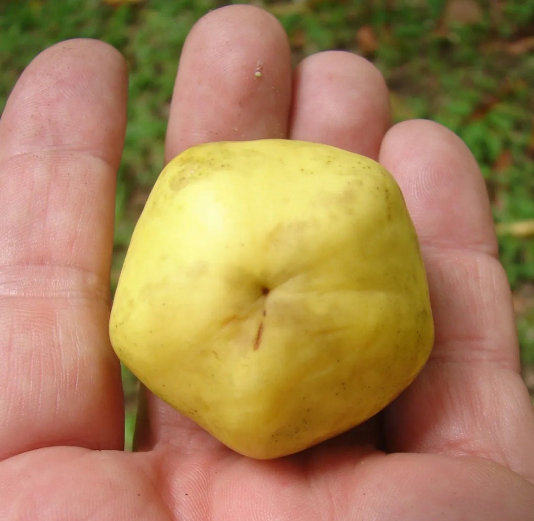 Lawulu 'chrysophyllum Roxburghii' Indian Star Apple Fruit LIVE PLANT ...