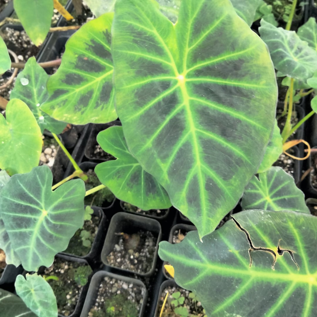 RARE 'imperial Gigante' Colocasia PLANT 10-14 Inches - Etsy