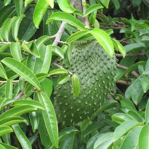 SOURSOP Annona Muricata FRUIT TREE Guanabana Live Potted Plant - Etsy