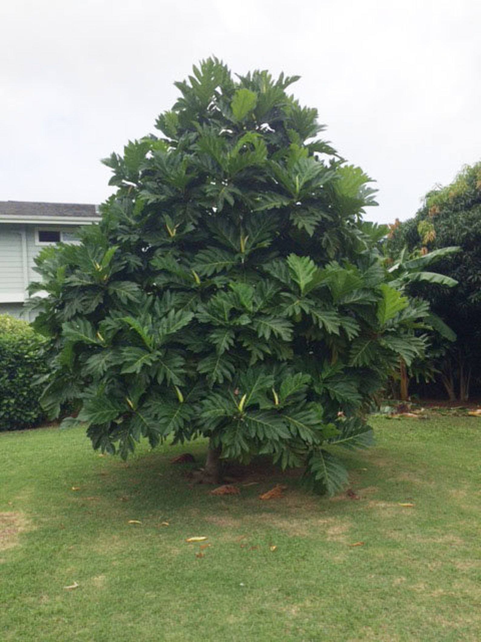 Ma'afala Popular Breadfruit Tree About 3 Feet Tall - Etsy