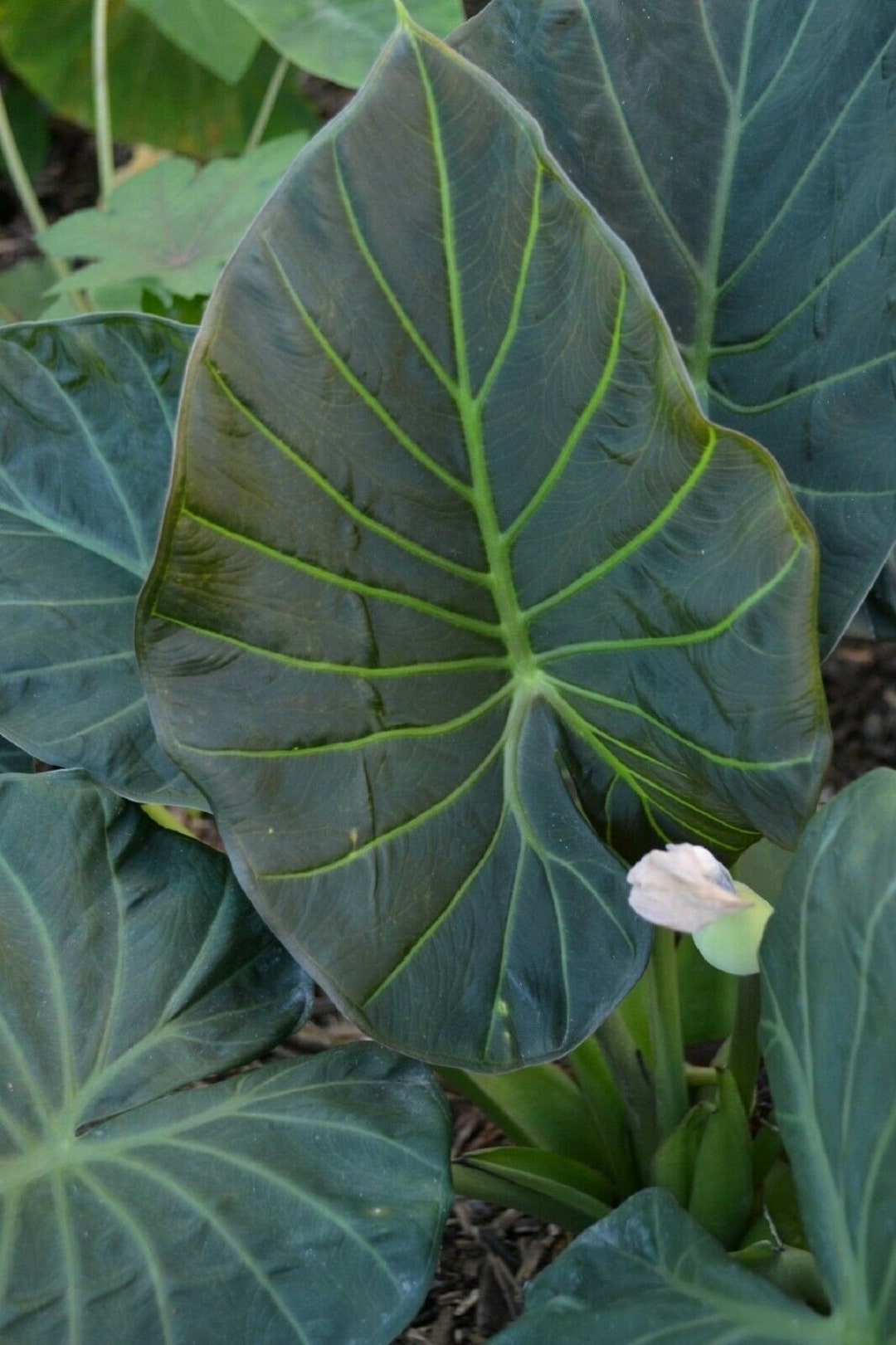 Regal Shields Alocasia - LIVE Tropical Plant~ Hawaiian Grown - Etsy
