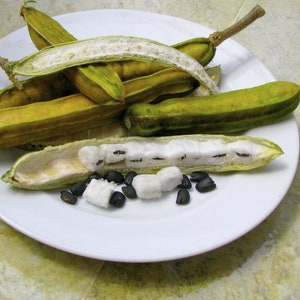 LIVE Pacay Icecream Bean Tree 'inga Feuillei' Rooted in a Small Pot ...