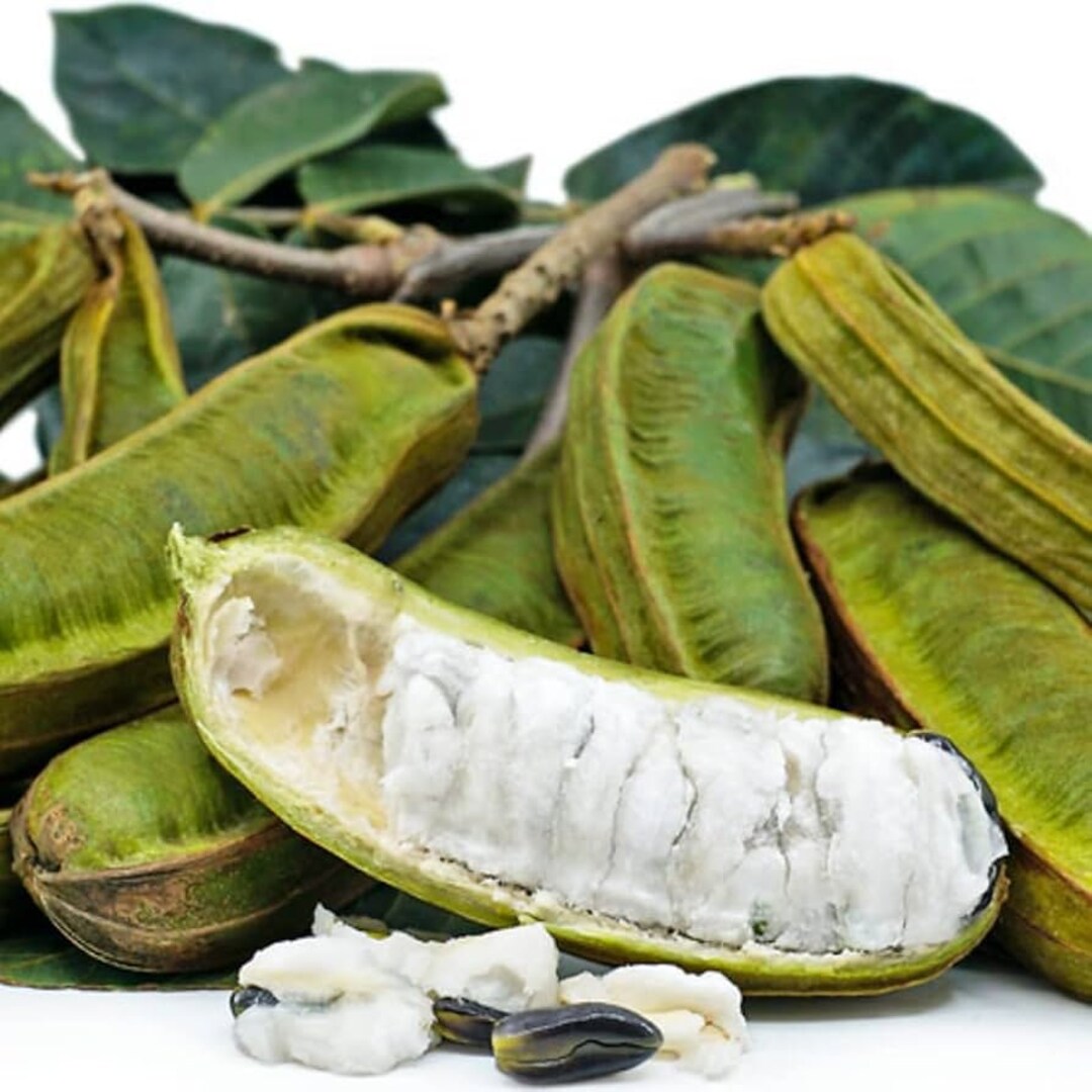 LIVE Pacay Icecream Bean Tree 'inga Feuillei' Rooted in a Small Pot ...