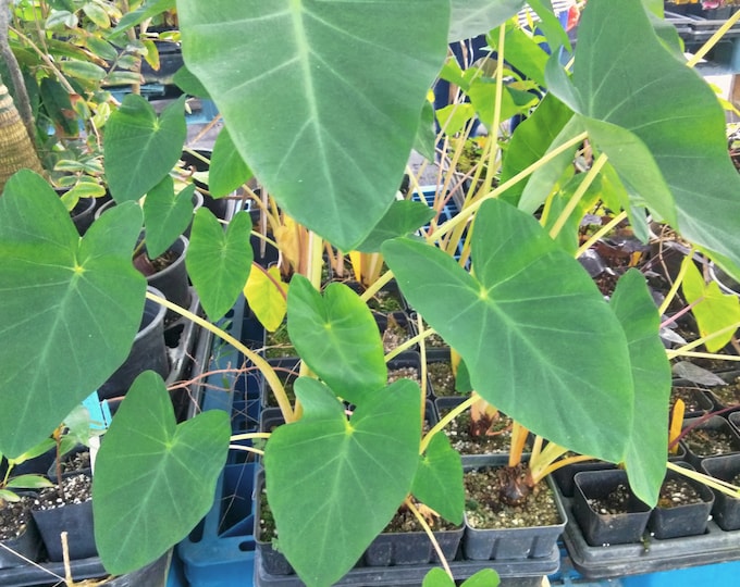 Mana 'ulu Taro Kalo Plant About 2 Feet Tall Well-rooted in 4inch Pot - Etsy