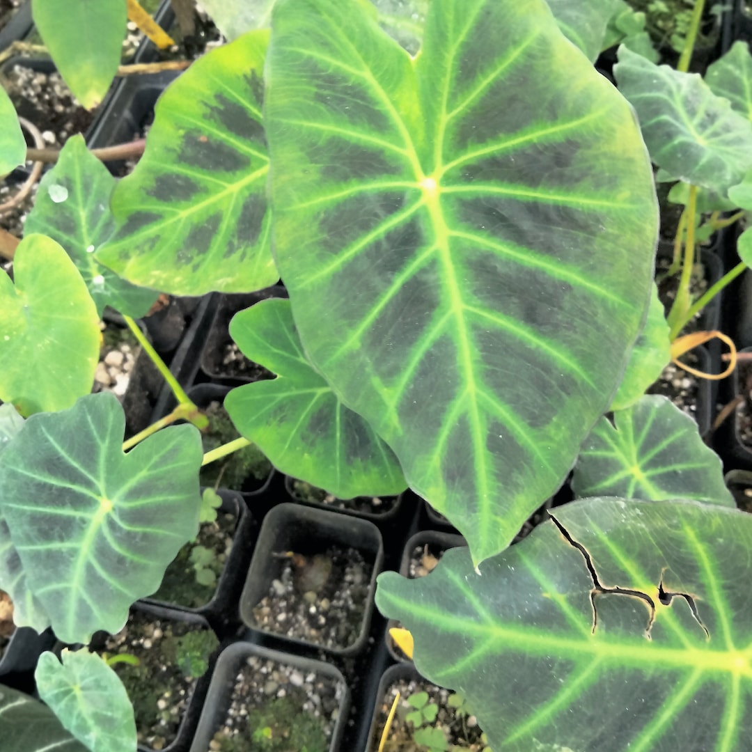 RARE 'imperial Gigante' Colocasia PLANT 10-14 Inches Well-rooted in a ...