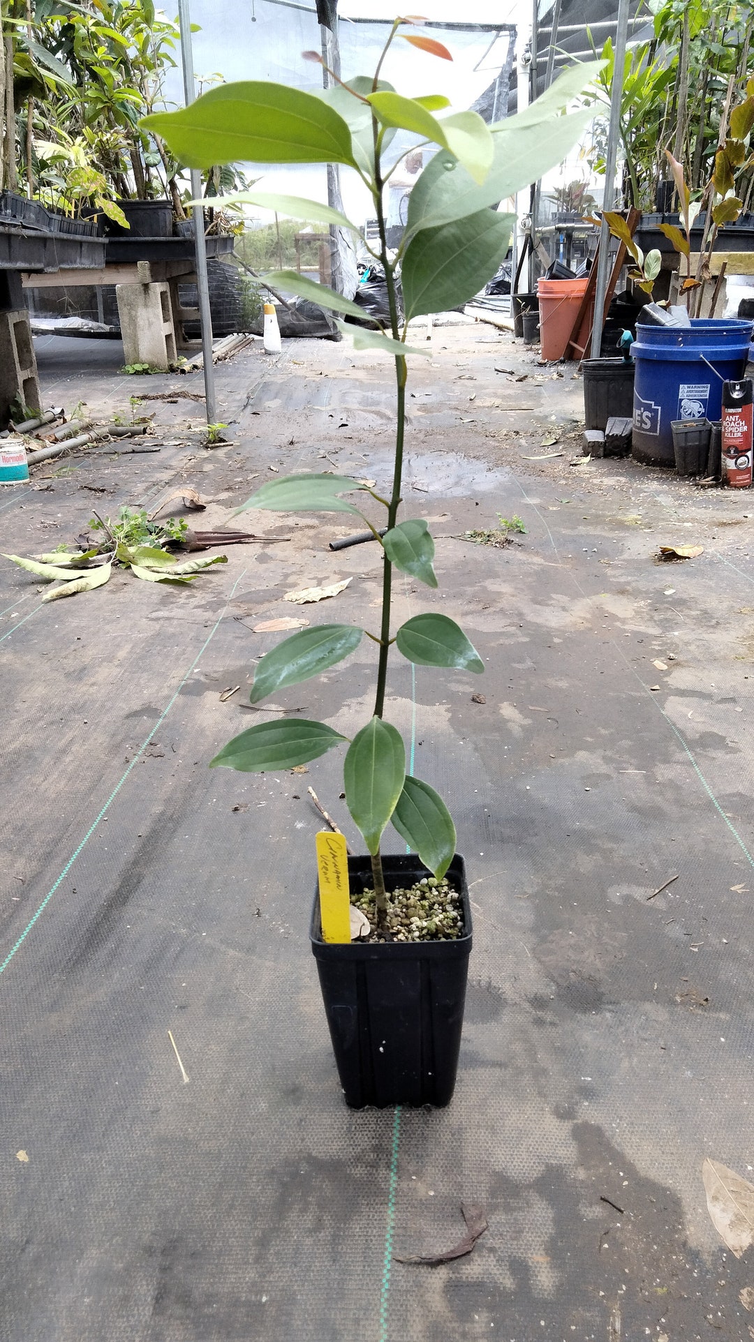 Ceylon Cinnamon Verum Tree About 2 Feet Tall Well Rooted in a 4 Inch ...