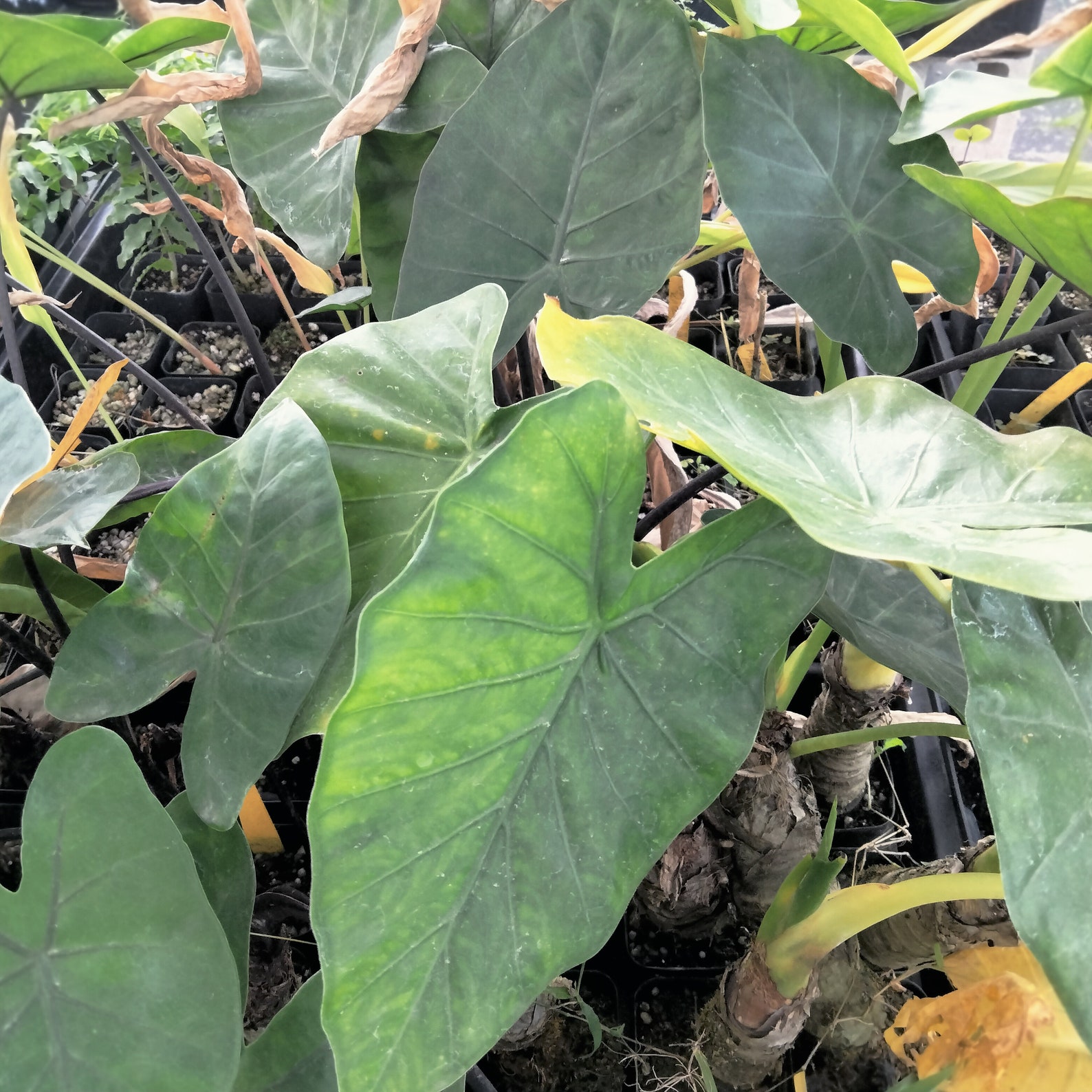 Borneo Giant Alocasia Elephant Ear About 2 Feet Tall Well-rooted in 2 ...