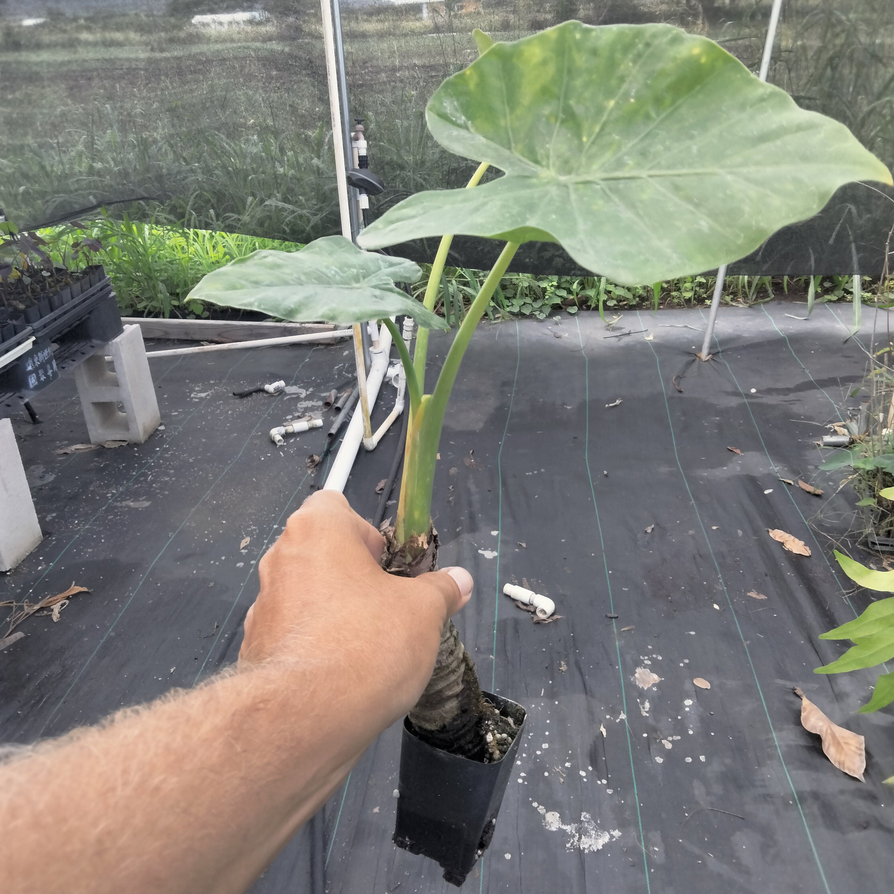 Borneo Giant Alocasia Elephant Ear About 2 Feet Tall Well-rooted in 2 ...