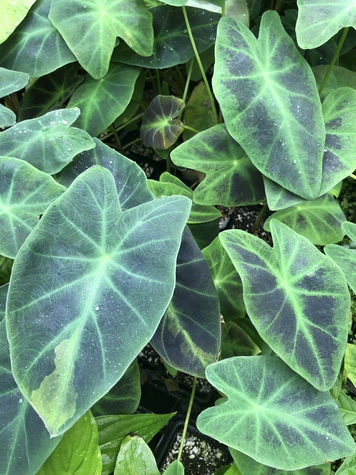 RARE Colocasia Illustris Live Tropical Plant Hawaiian Grown - Etsy Hong ...