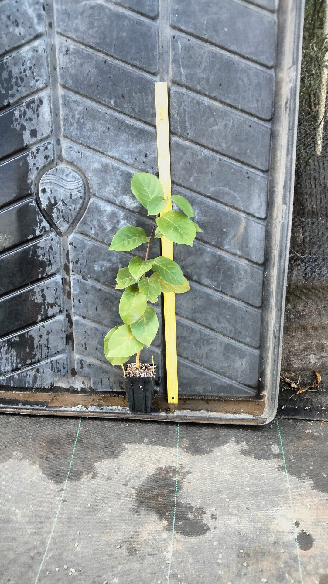 Nauclea Latifolia African Peach Tree About 20-24 Inches Tall LIVE in ...